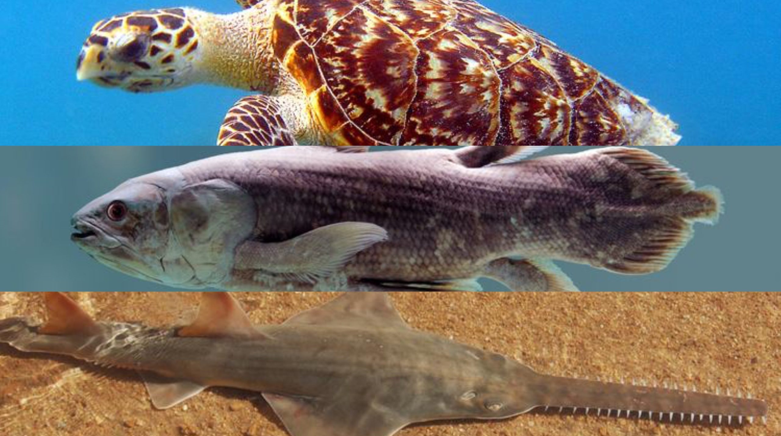 Getting to Know: Endangered Marine Species | GIS Coastal Indonesia