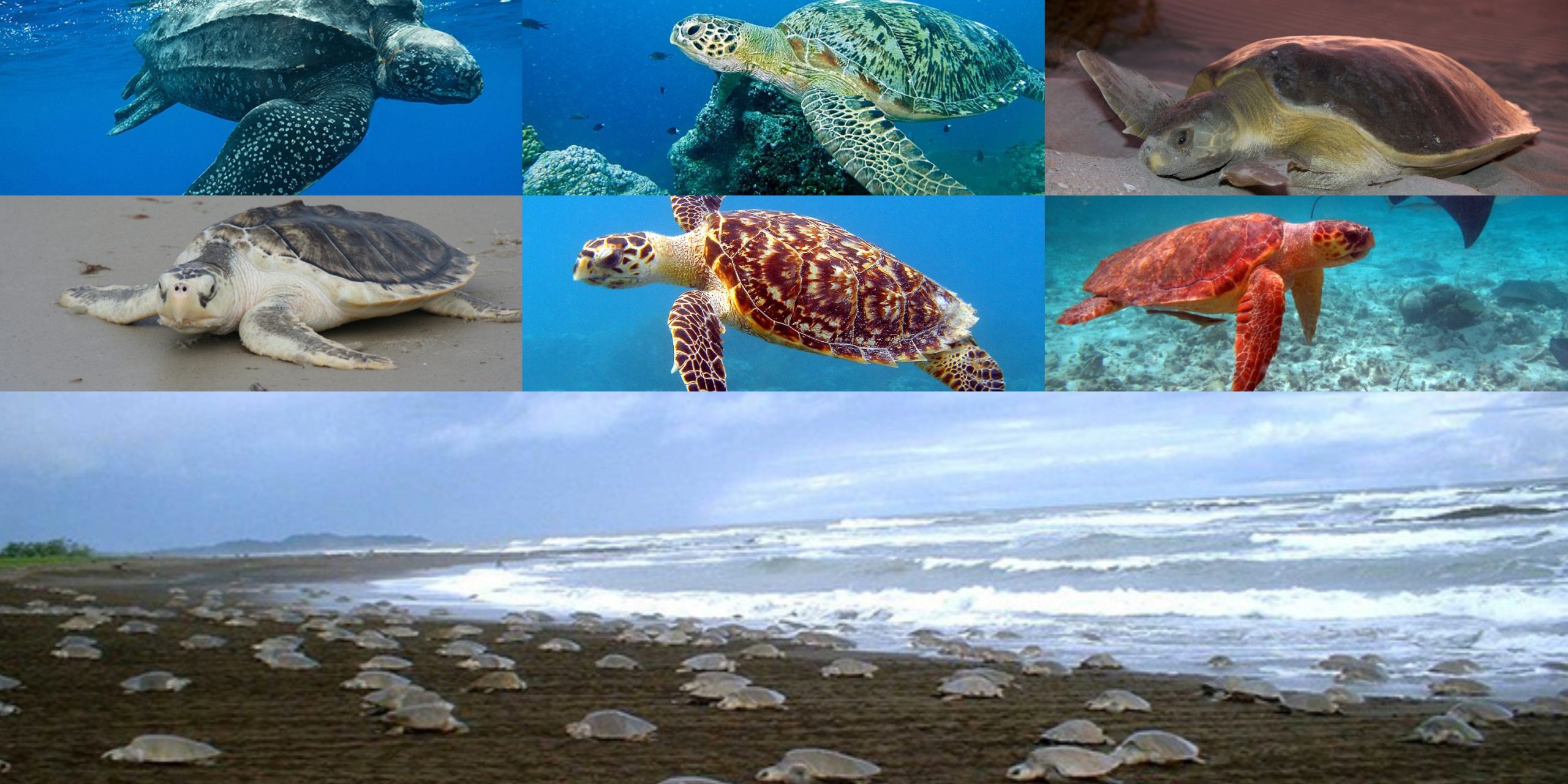 Sea Turtles: A Dive into Their World | GIS Coastal Indonesia