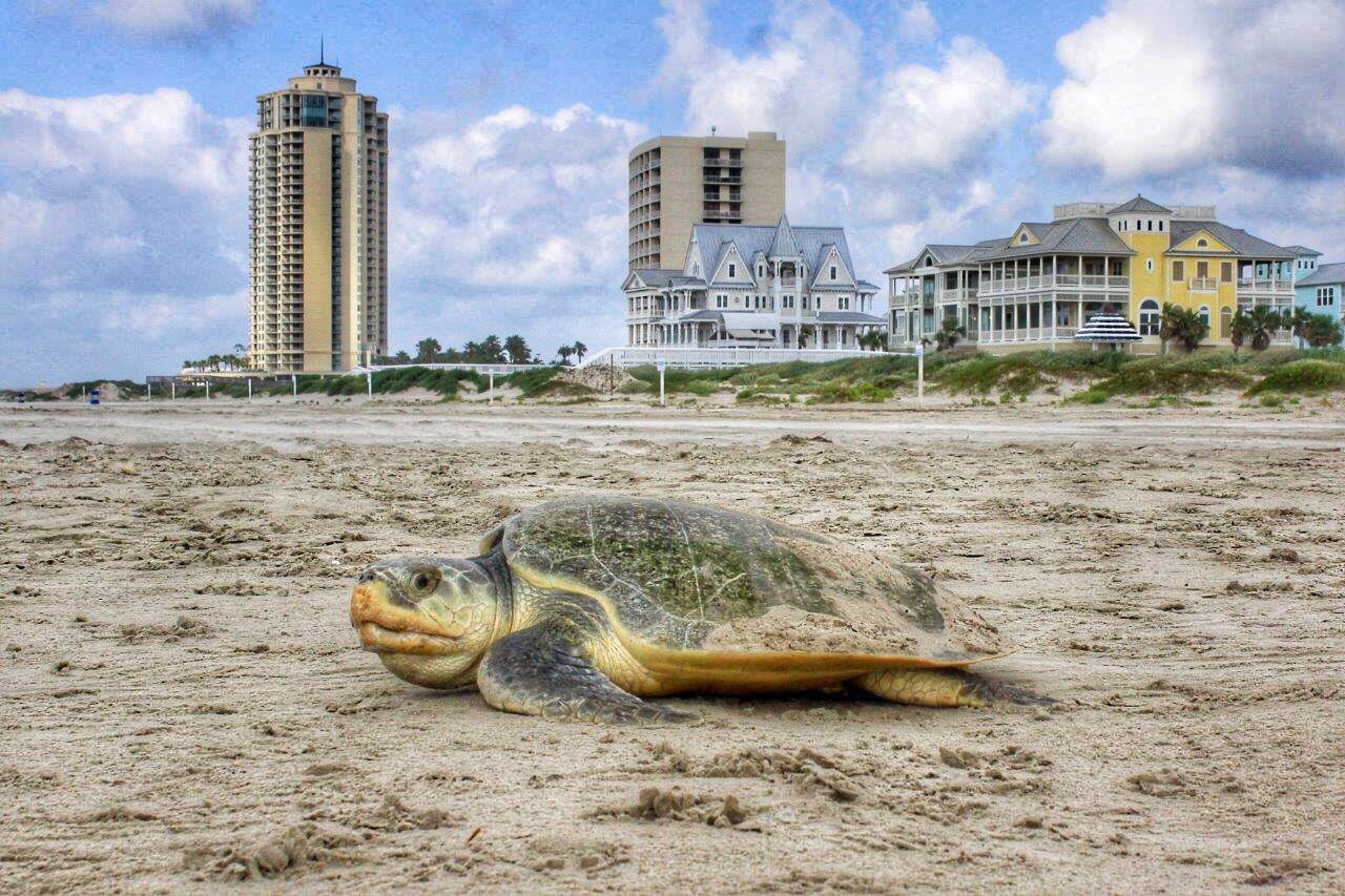 The Impact of Coastal Development on Sea Turtle Populations | GIS ...